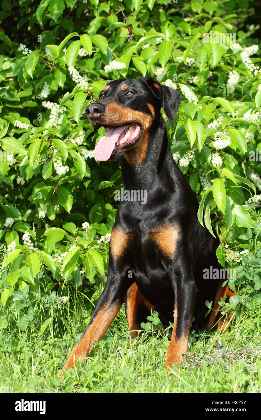 sitting Doberman Pinscher Stock Photo - Alamy