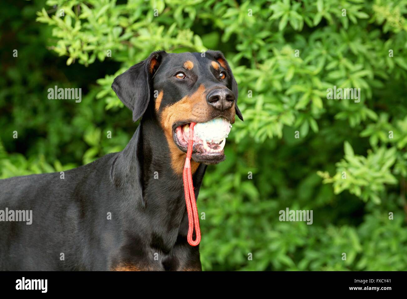 Doberman Pinscher Portrait Stock Photo - Alamy