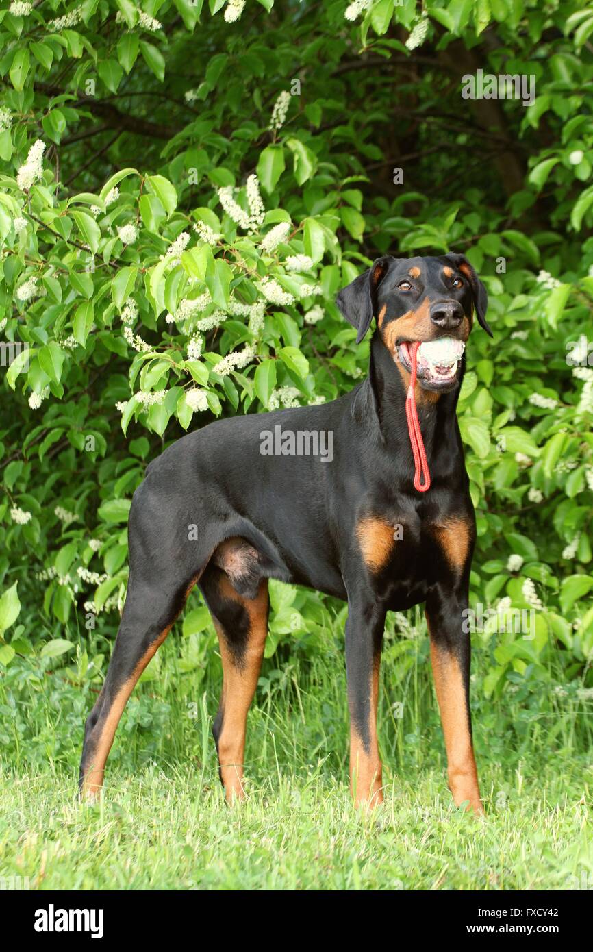 standing Doberman Pinscher Stock Photo - Alamy