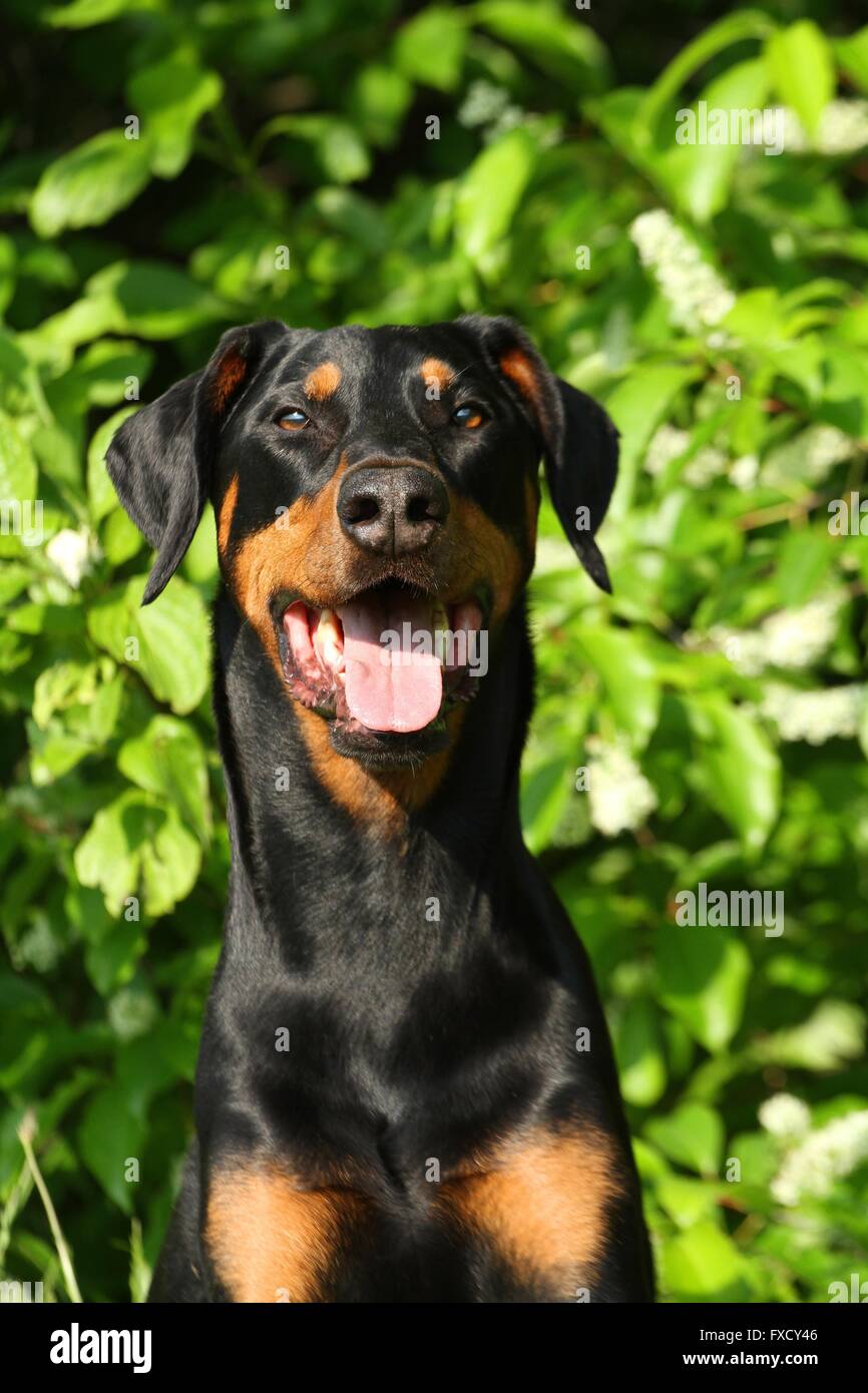Doberman portraits hi-res stock photography and images - Alamy