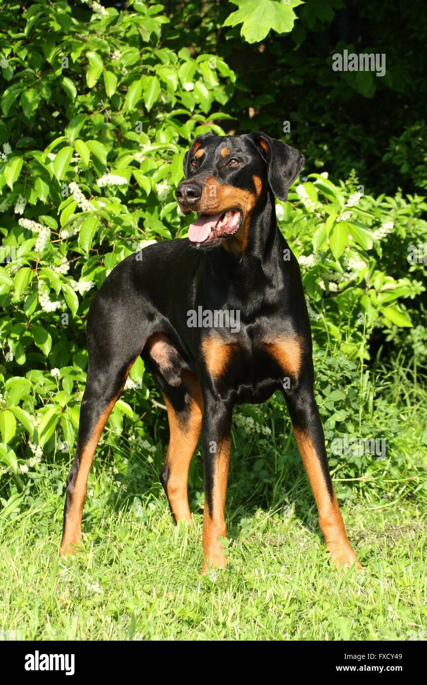 standing Doberman Pinscher Stock Photo - Alamy