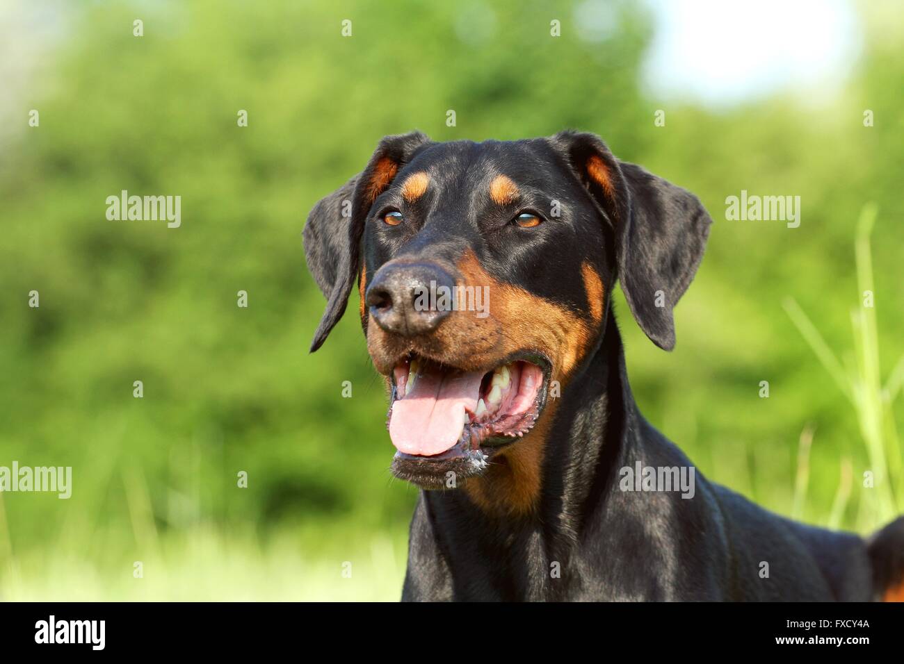 Doberman portraits hi-res stock photography and images - Alamy