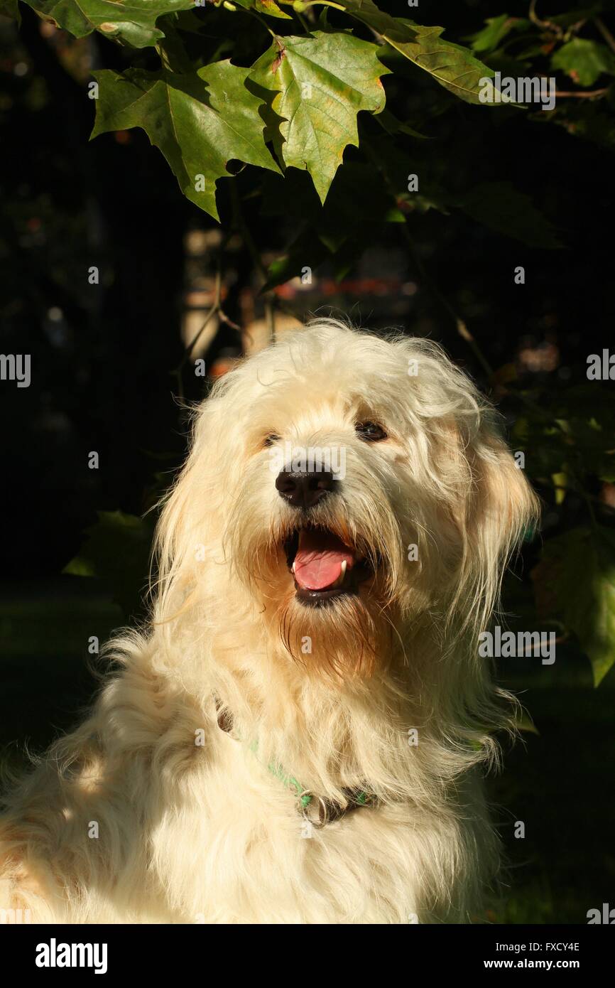 Medium goldendoodle hi-res stock photography and images - Alamy