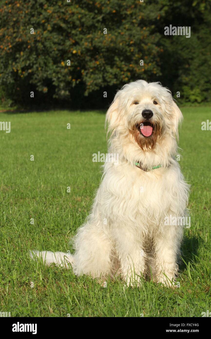 Medium goldendoodle hi-res stock photography and images - Alamy