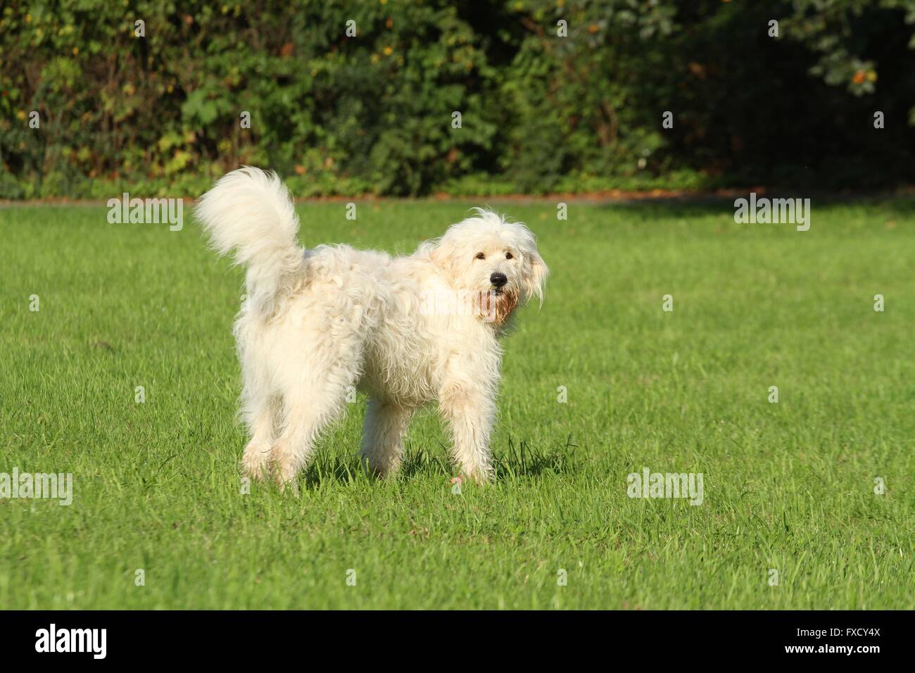 Goldendoodles hi-res stock photography and images - Alamy