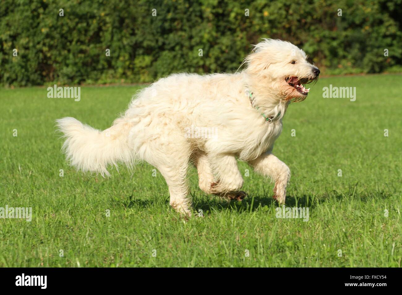 Running goldendoodle hi-res stock photography and images - Alamy