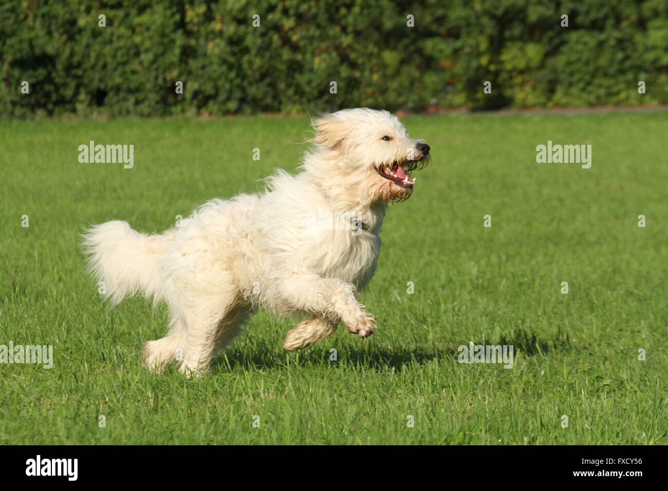Running goldendoodle hi-res stock photography and images - Alamy