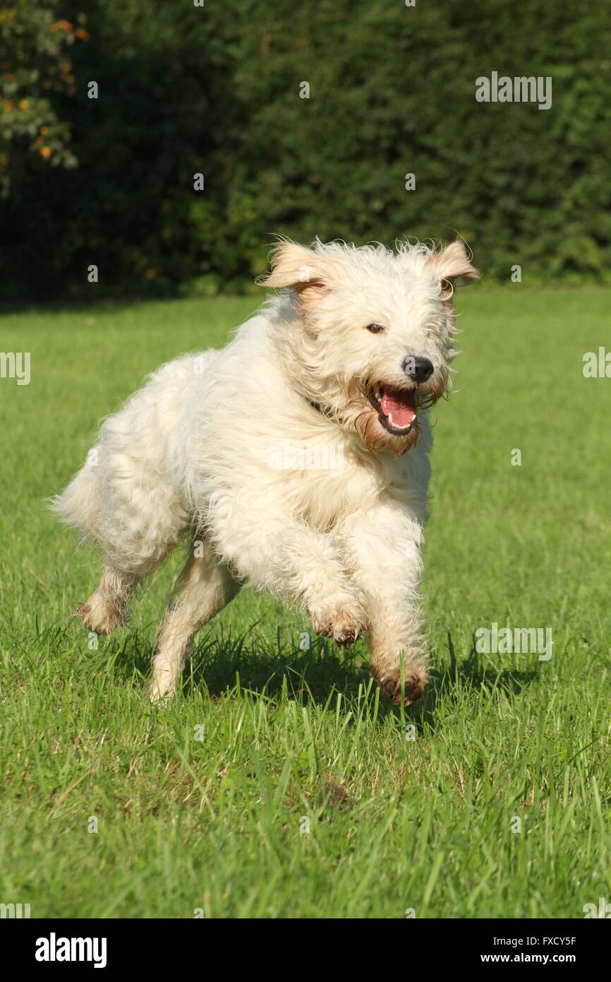 Running goldendoodle hi-res stock photography and images - Alamy