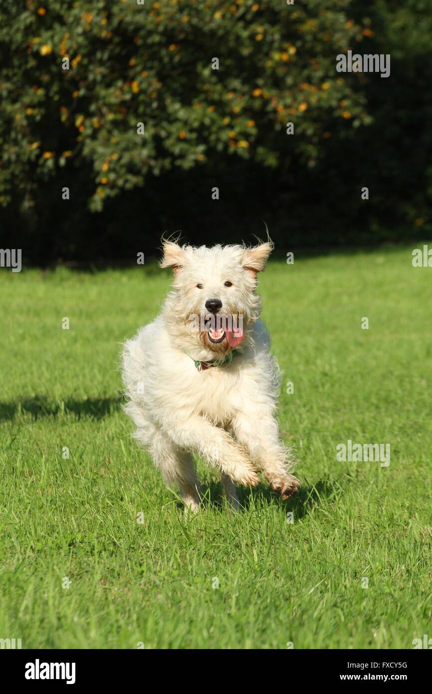 Medium goldendoodle hi-res stock photography and images - Alamy