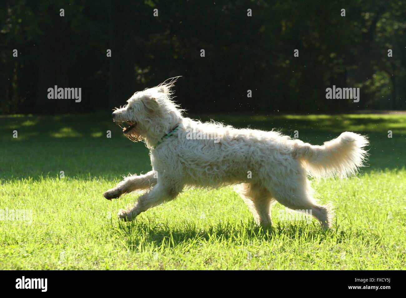 Running goldendoodle hi-res stock photography and images - Alamy