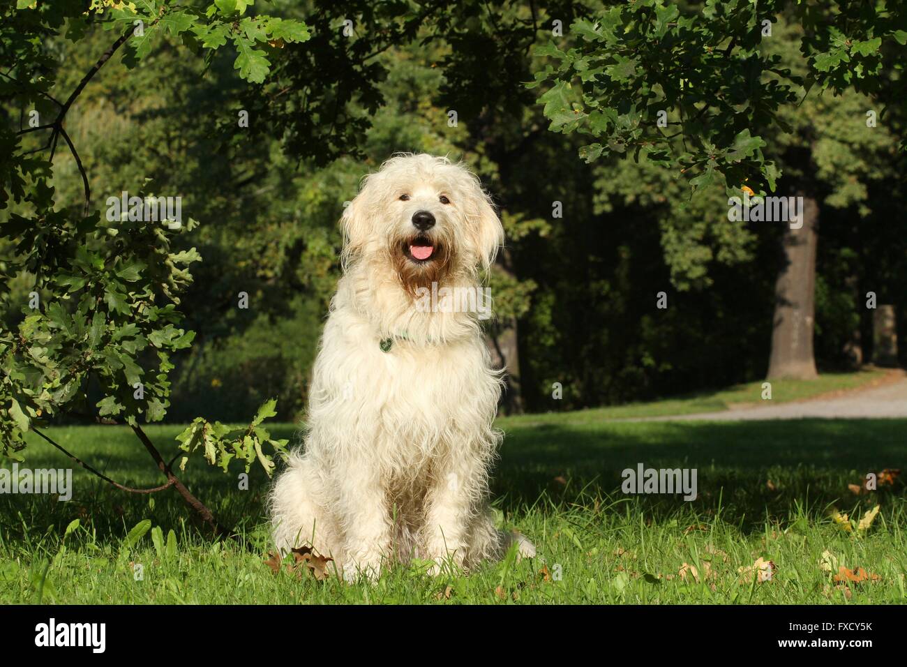 Medium goldendoodle hi-res stock photography and images - Alamy