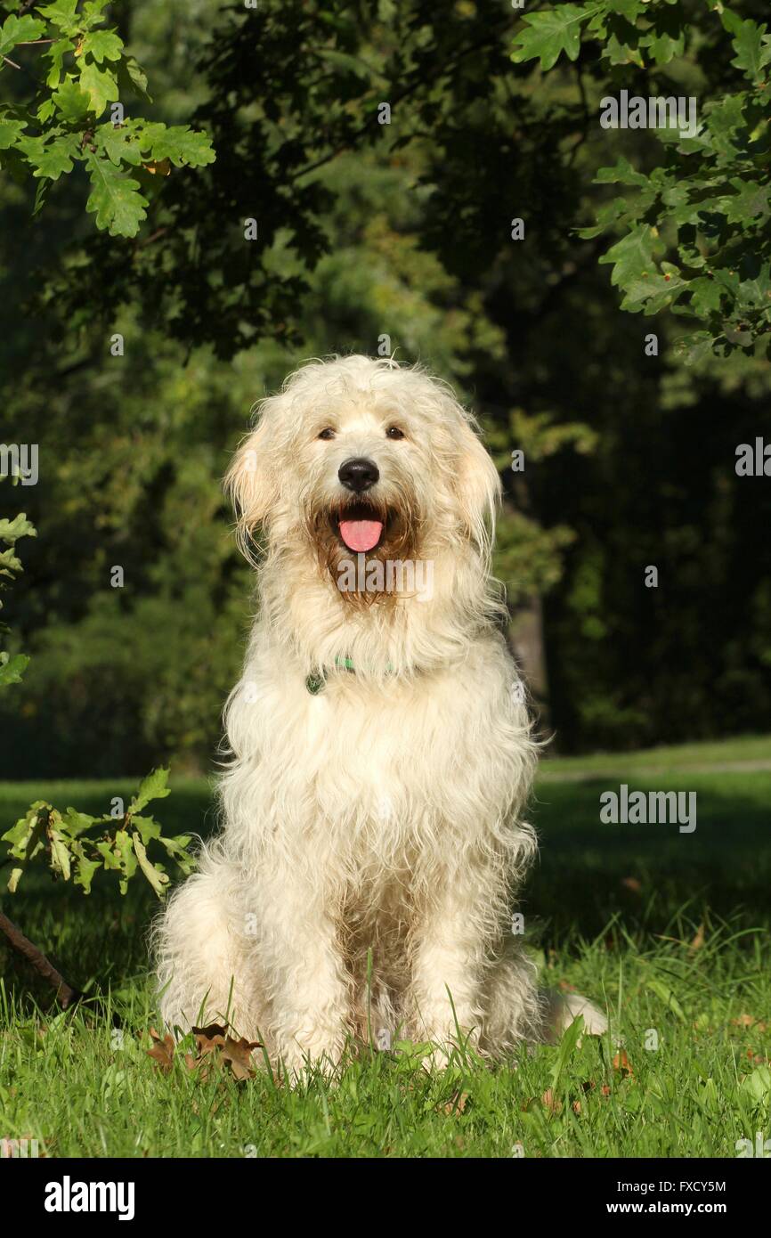 Goldendoodles hi-res stock photography and images - Alamy