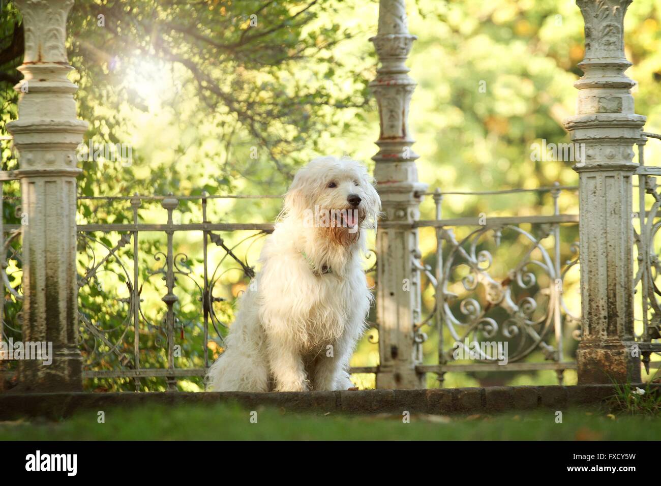 Medium goldendoodle hi-res stock photography and images - Alamy