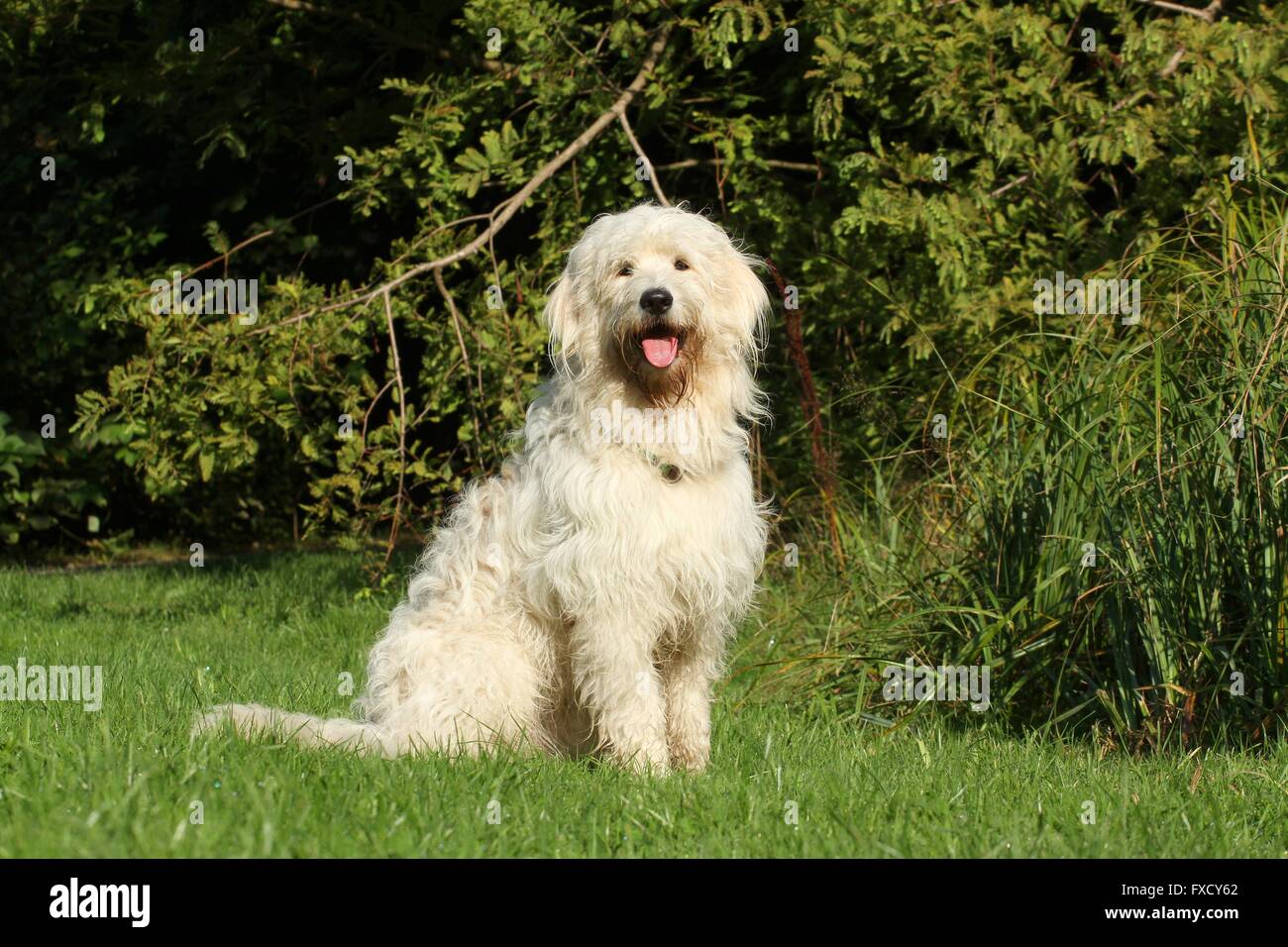 Medium goldendoodle hi-res stock photography and images - Alamy