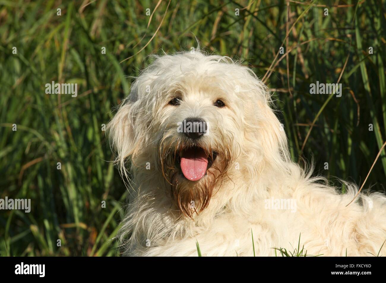 Medium goldendoodle hi-res stock photography and images - Alamy