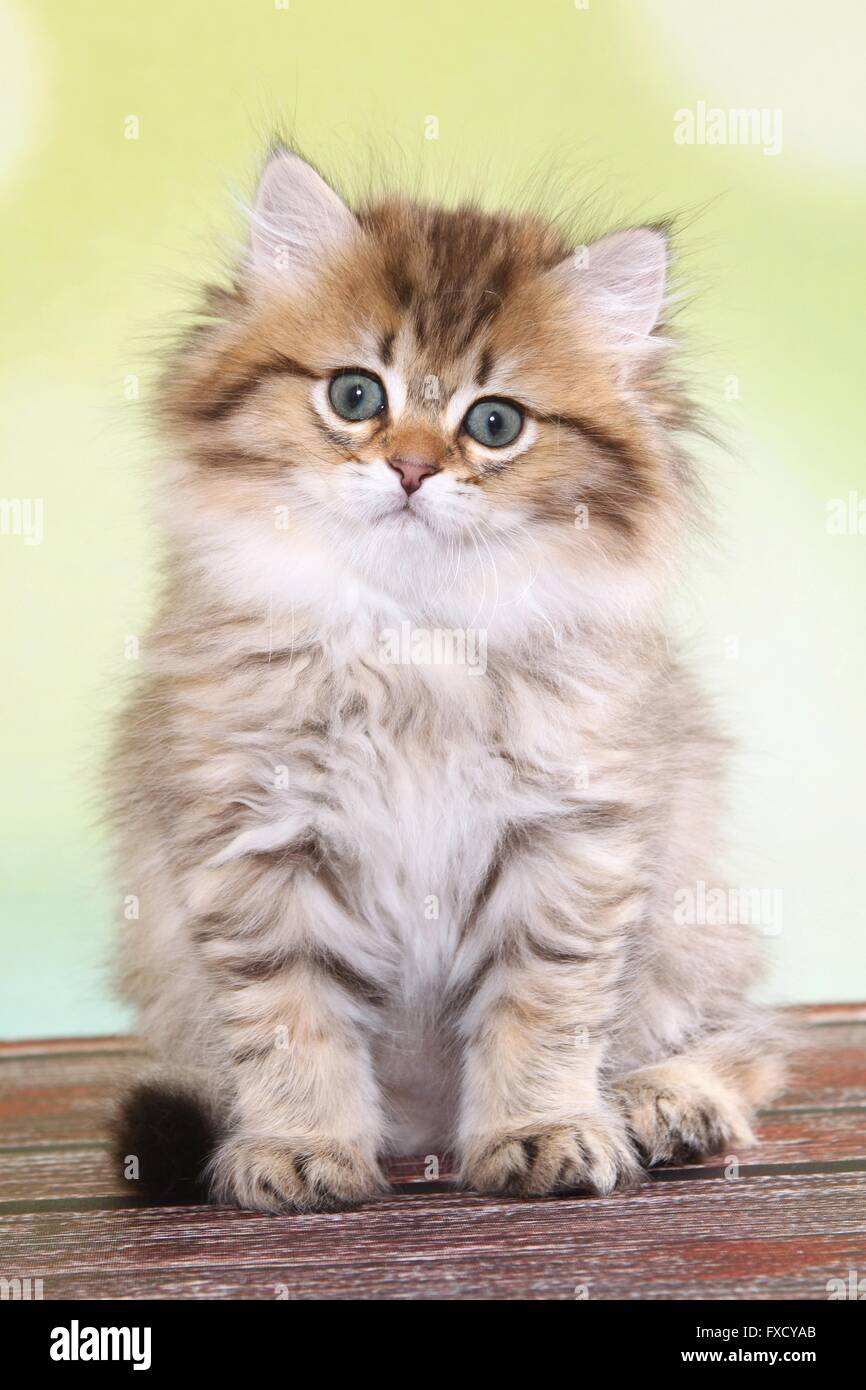 sitting Highlander Kitten Stock Photo - Alamy