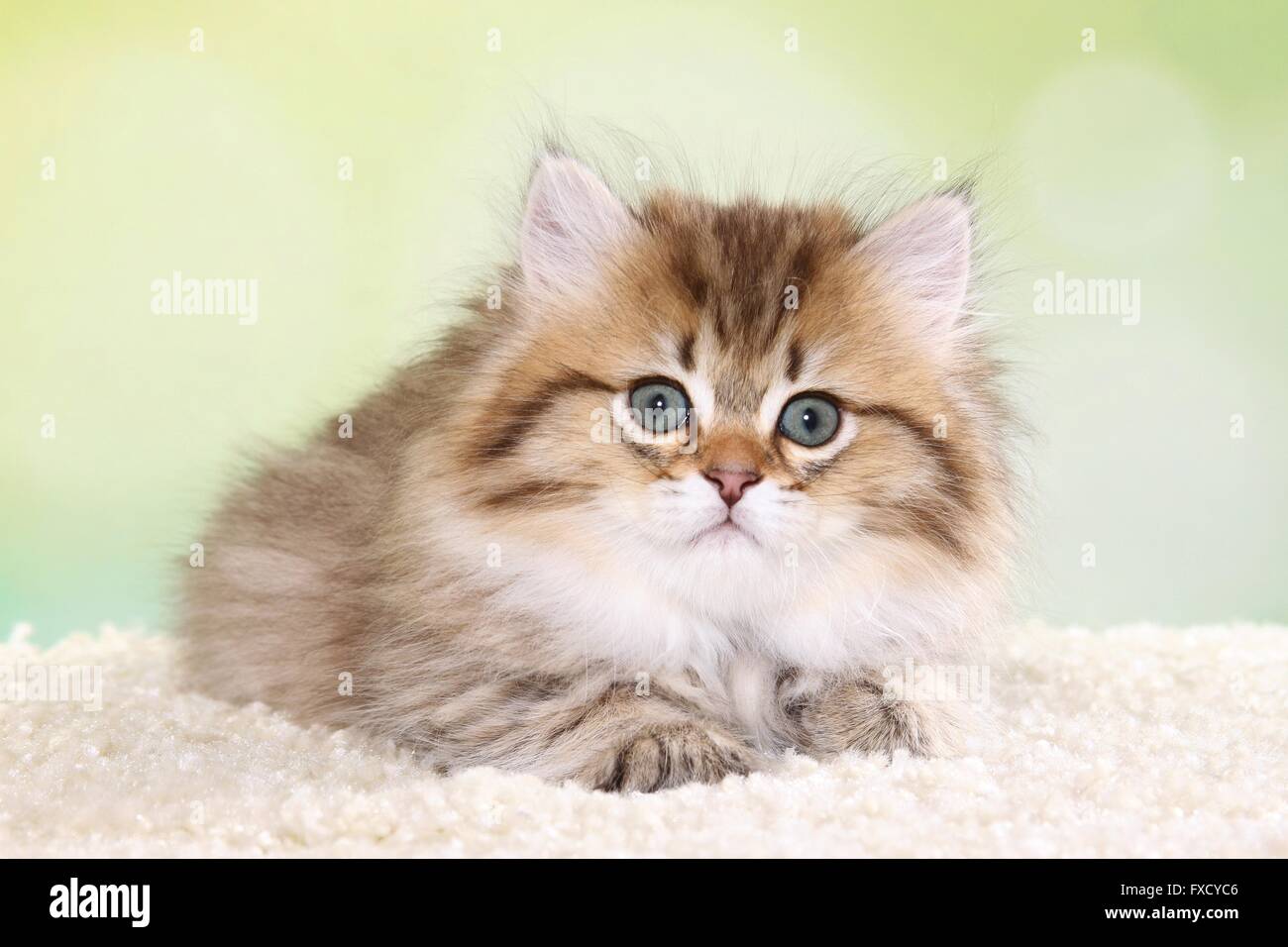 lying Highlander Kitten Stock Photo - Alamy
