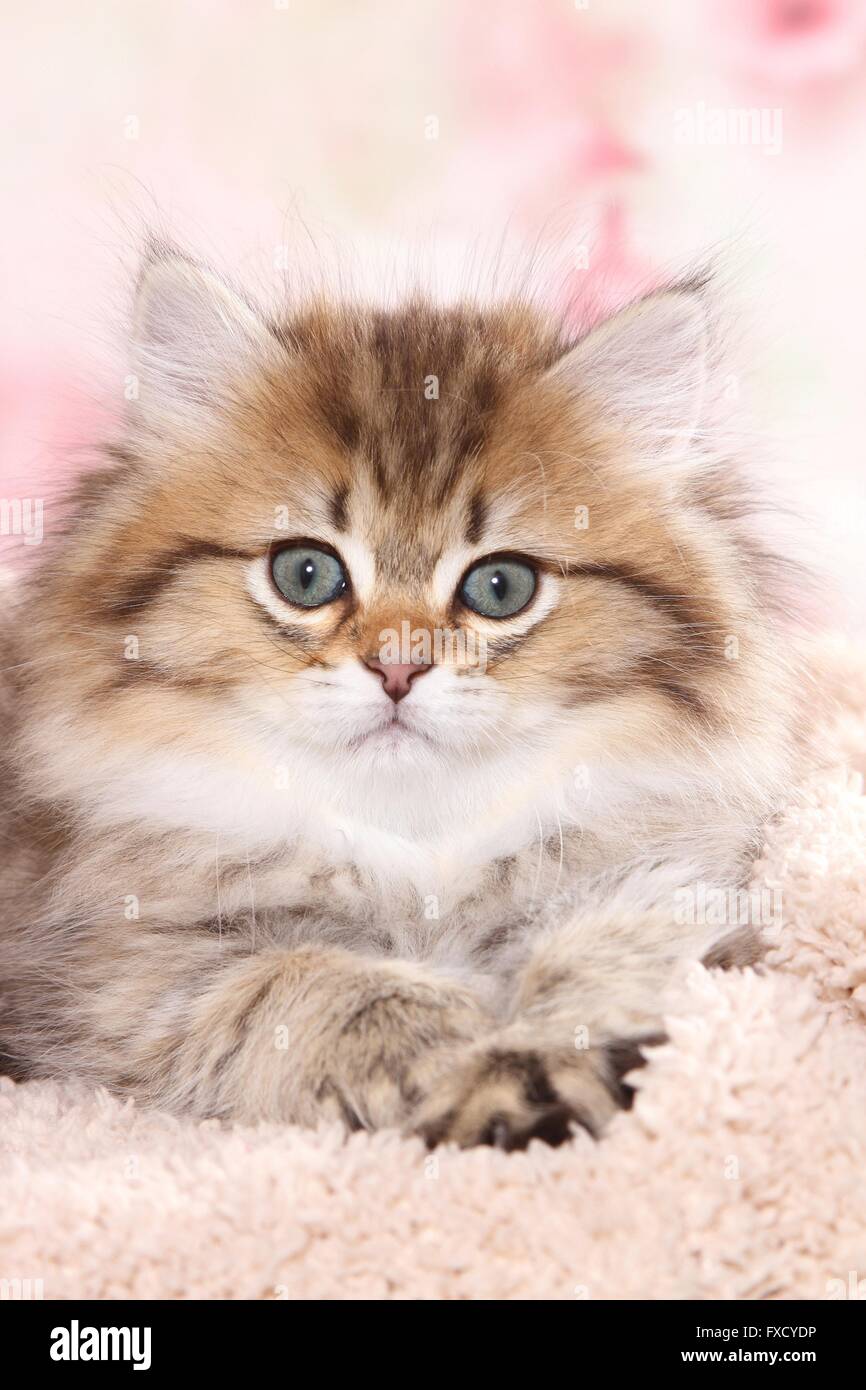 lying Highlander Kitten Stock Photo - Alamy