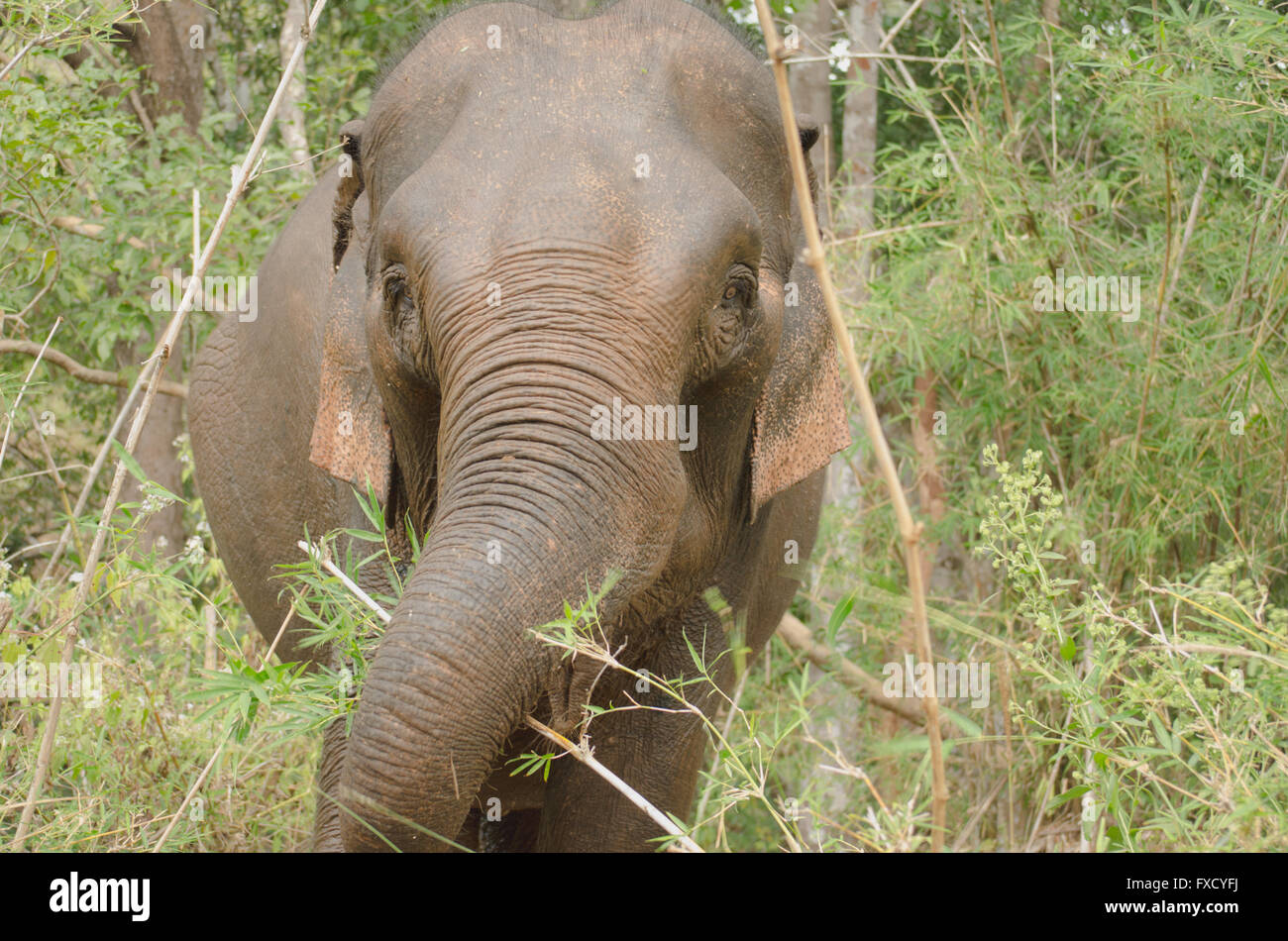Elephant in nature, chewing on grass Stock Photo - Alamy
