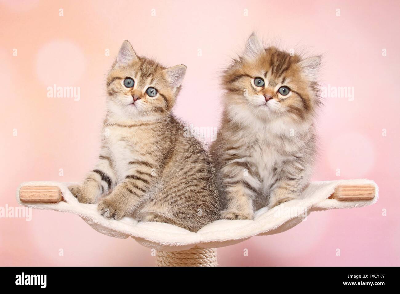 Highlander and British Shorthair Kitten Stock Photo - Alamy