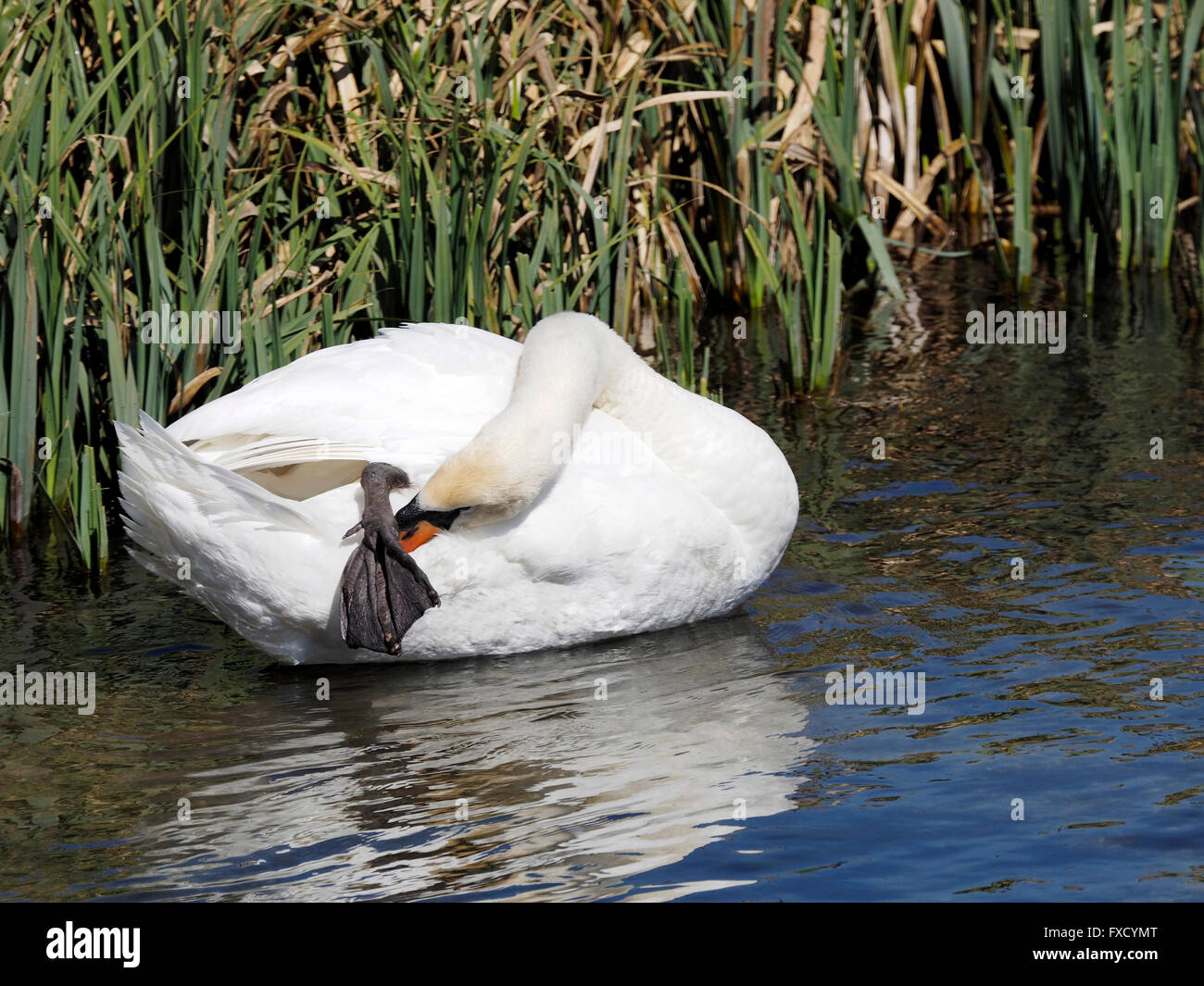 Spring river test hi-res stock photography and images - Alamy