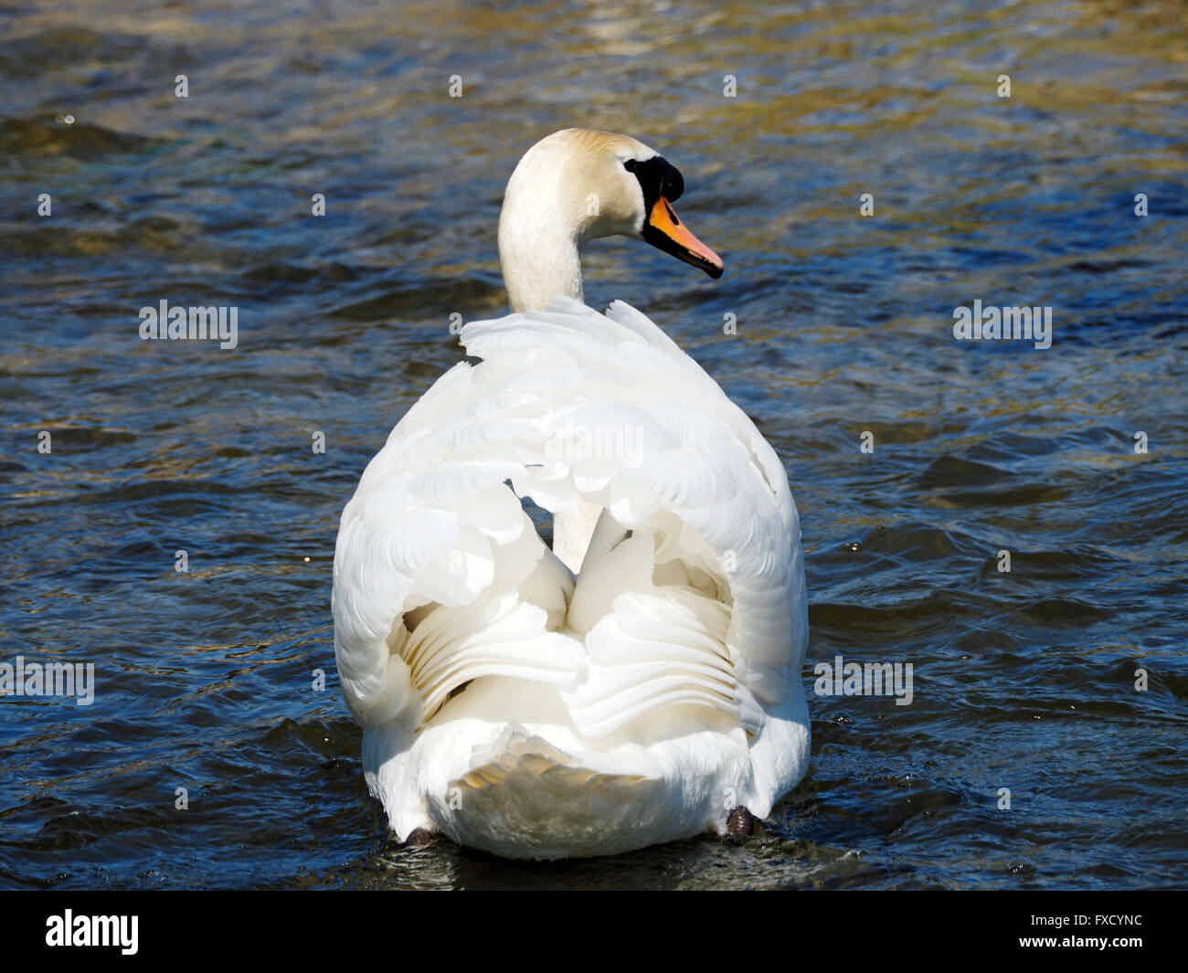 Rear view of a male (cob) Mute Swan, Cygnus Olor with wings lifted over ...