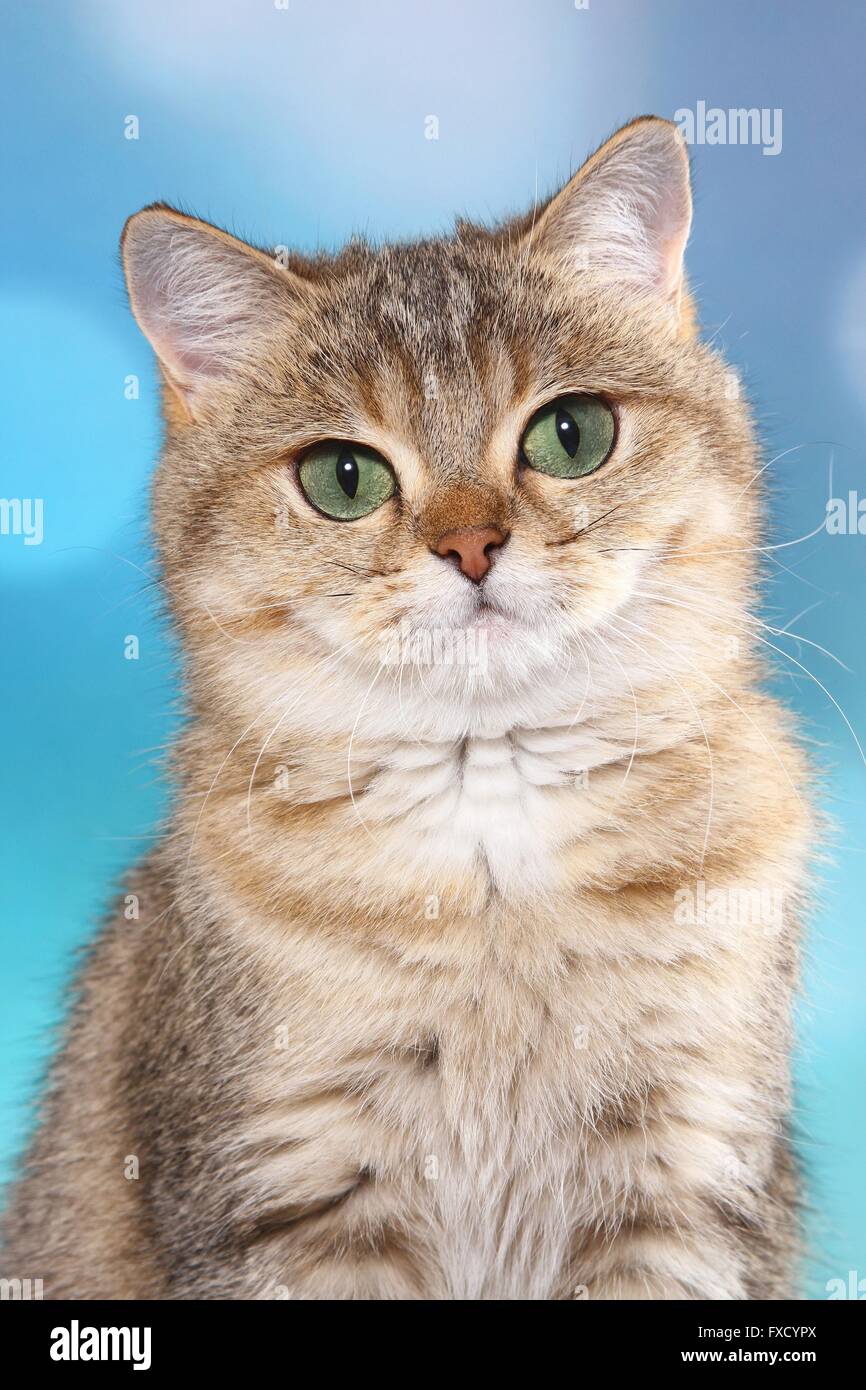 British Shorthair Portrait Stock Photo - Alamy