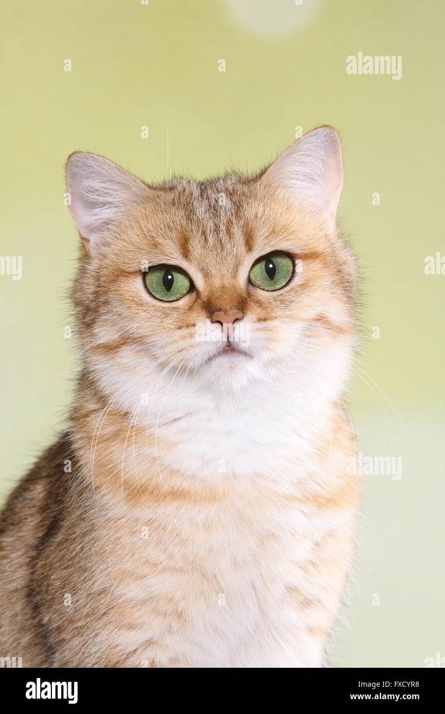 Golden shaded british shorthair hi-res stock photography and images - Alamy