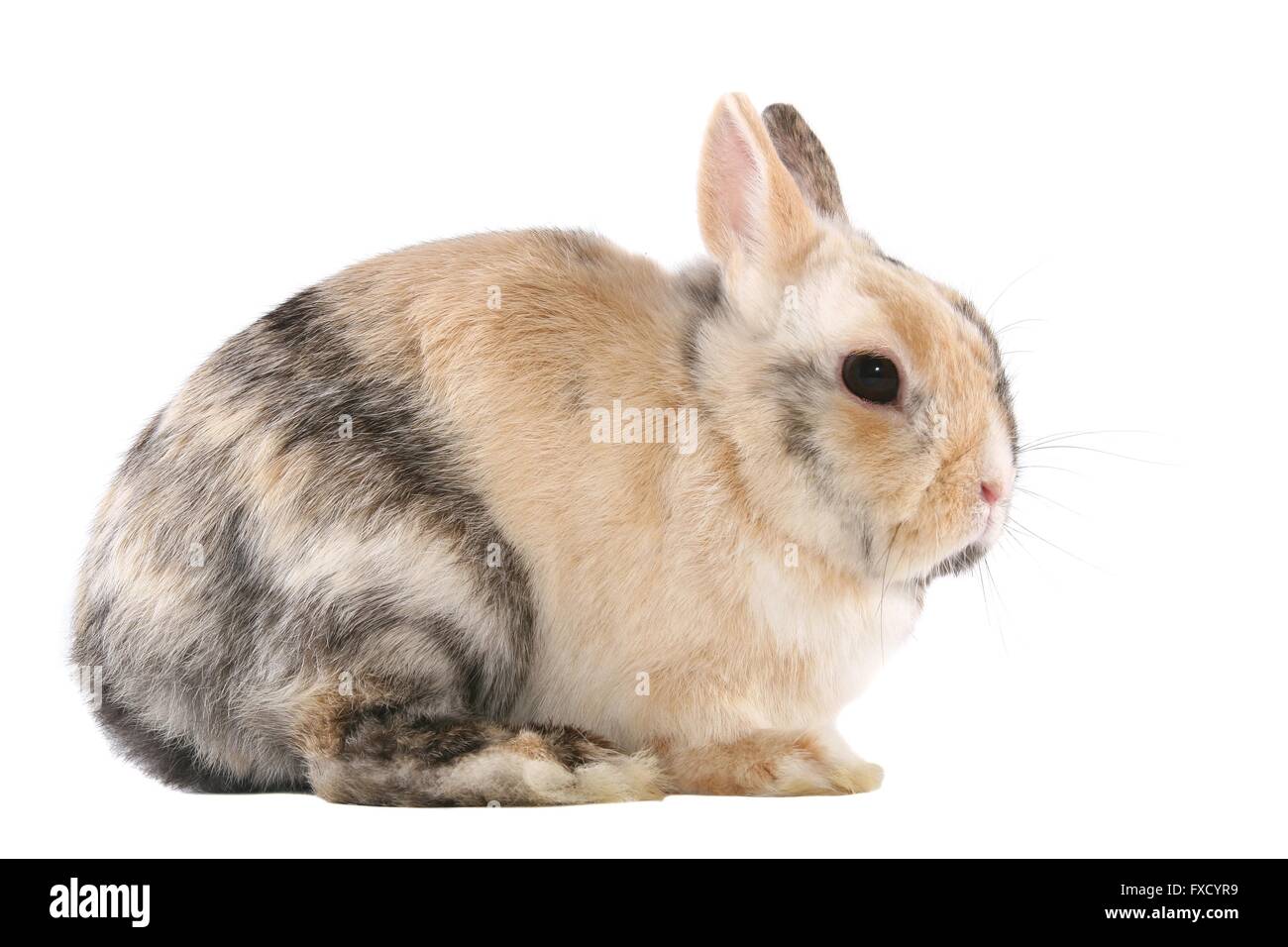 Bunny rabbit side view Cut Out Stock Images & Pictures - Alamy