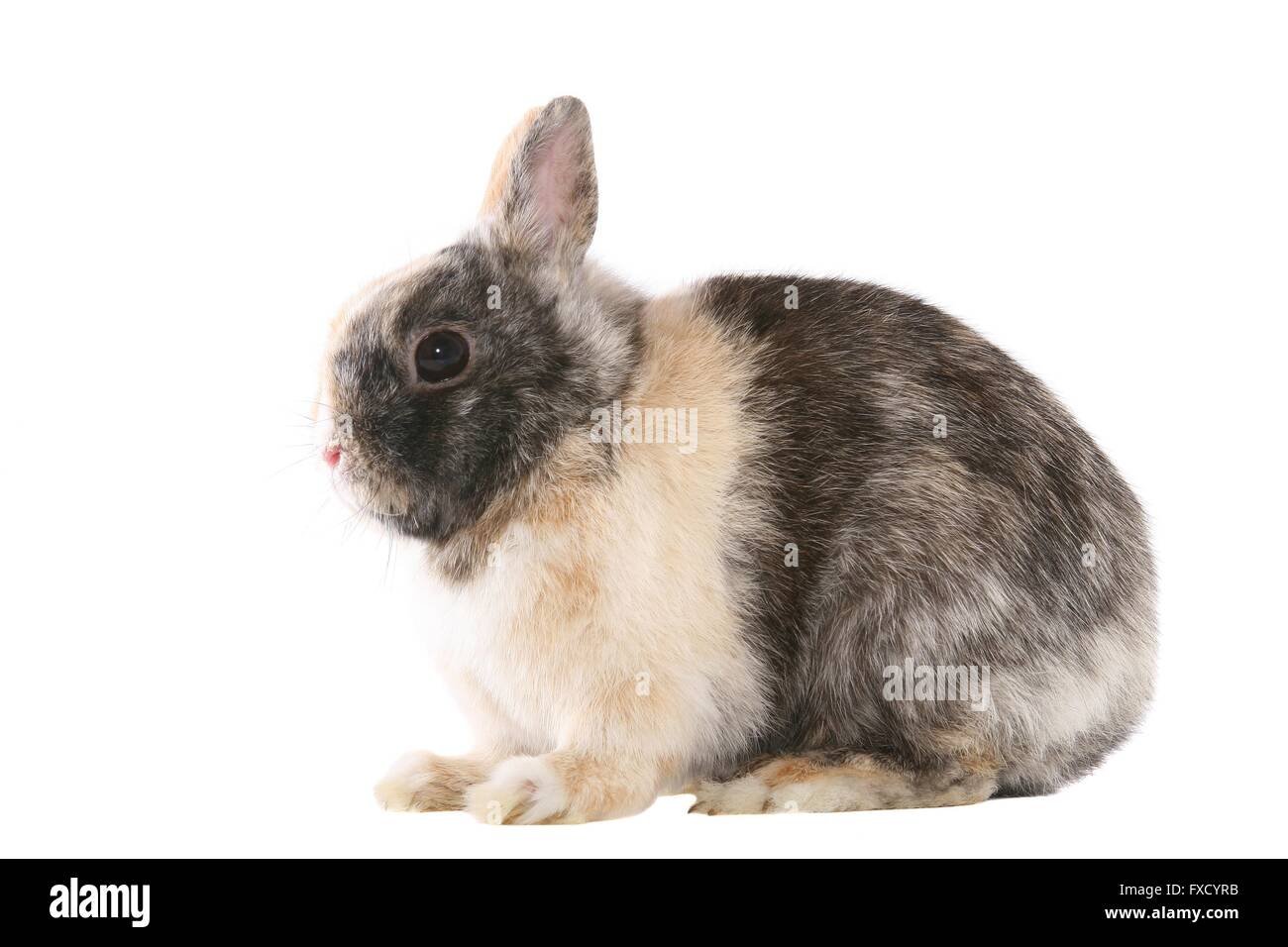 Domestic rabbit side profile Cut Out Stock Images & Pictures - Alamy