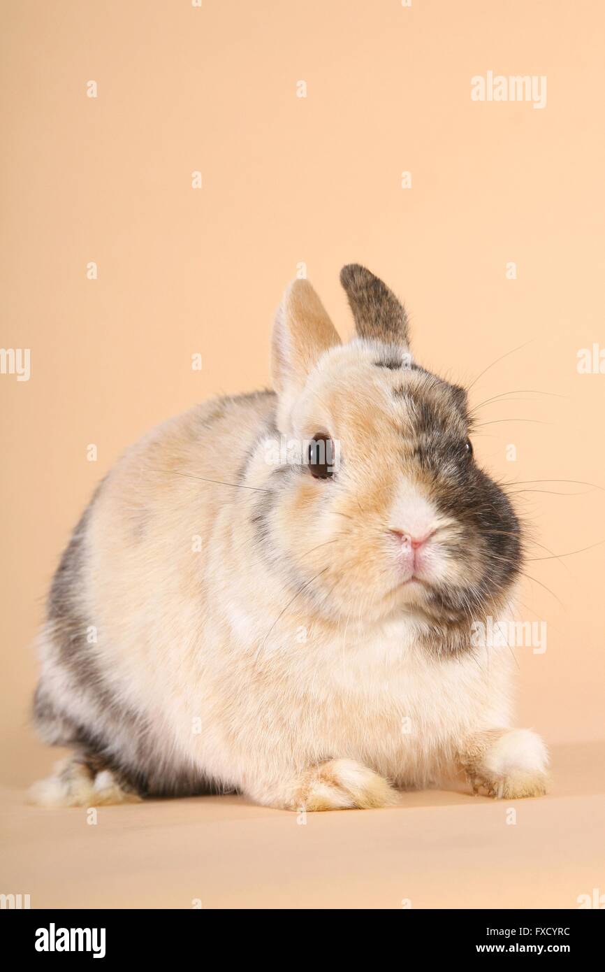 Dwarf rabbits studio hi-res stock photography and images - Alamy