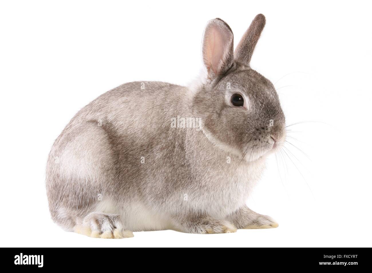 Rabbit side view Cut Out Stock Images & Pictures - Alamy