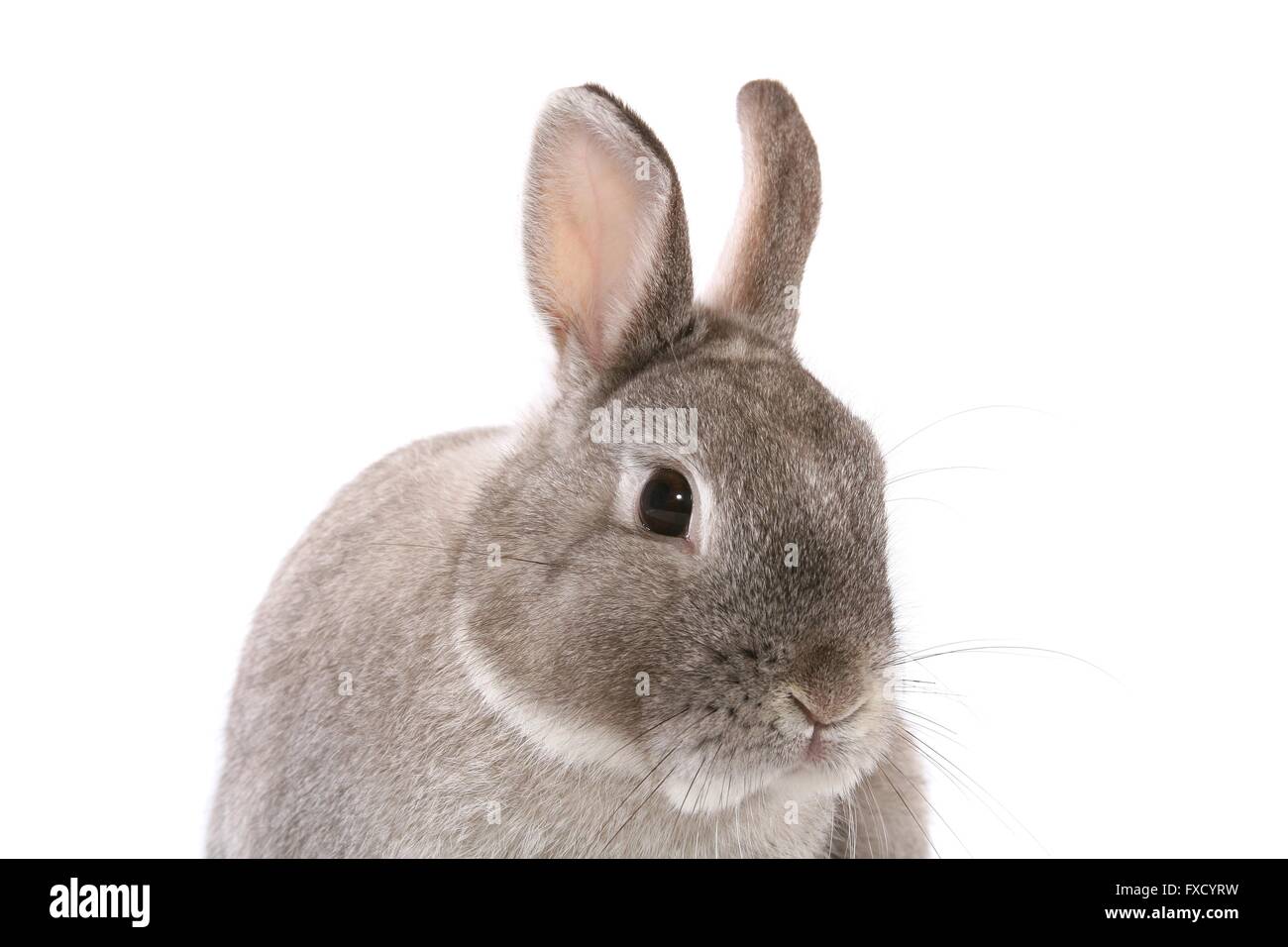 Rabbit heads hi-res stock photography and images - Alamy