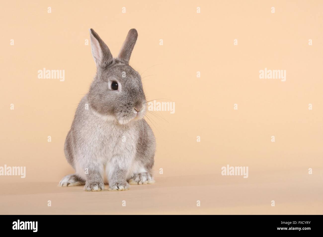 Grey rabbits hi-res stock photography and images - Alamy