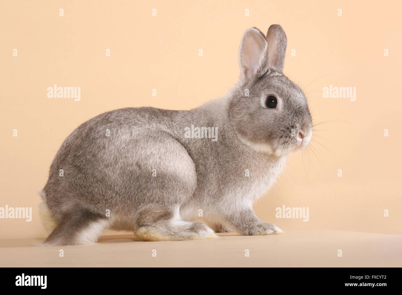 Beige rabbits hi-res stock photography and images - Alamy