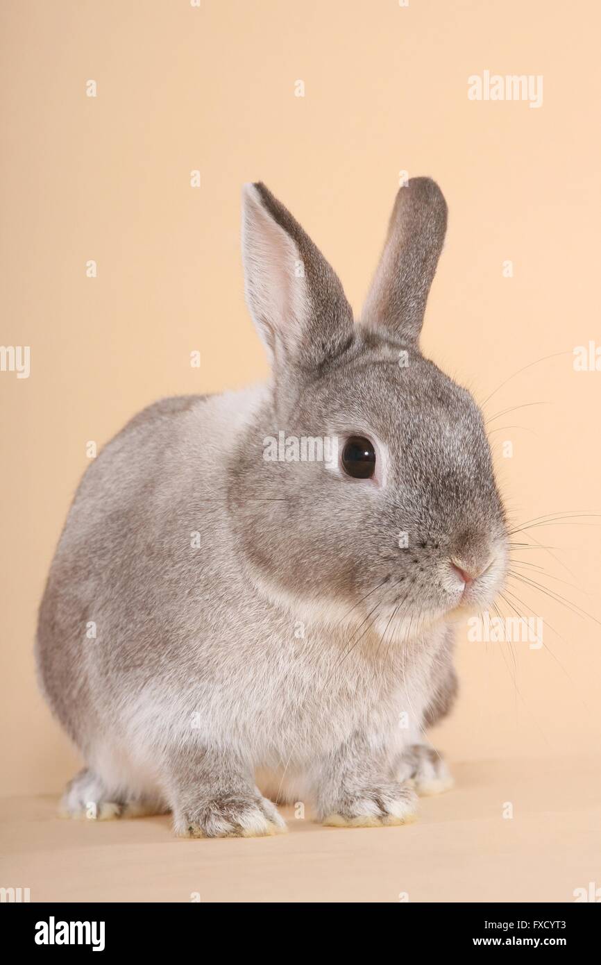 Orange rabbits hi-res stock photography and images - Alamy