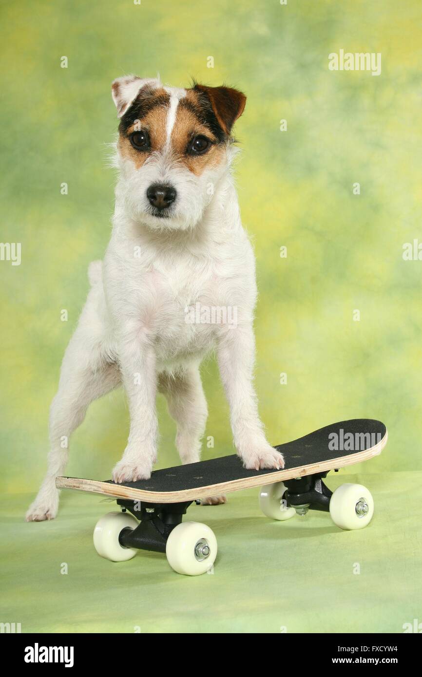 Parson Russell Terrier Stock Photo - Alamy