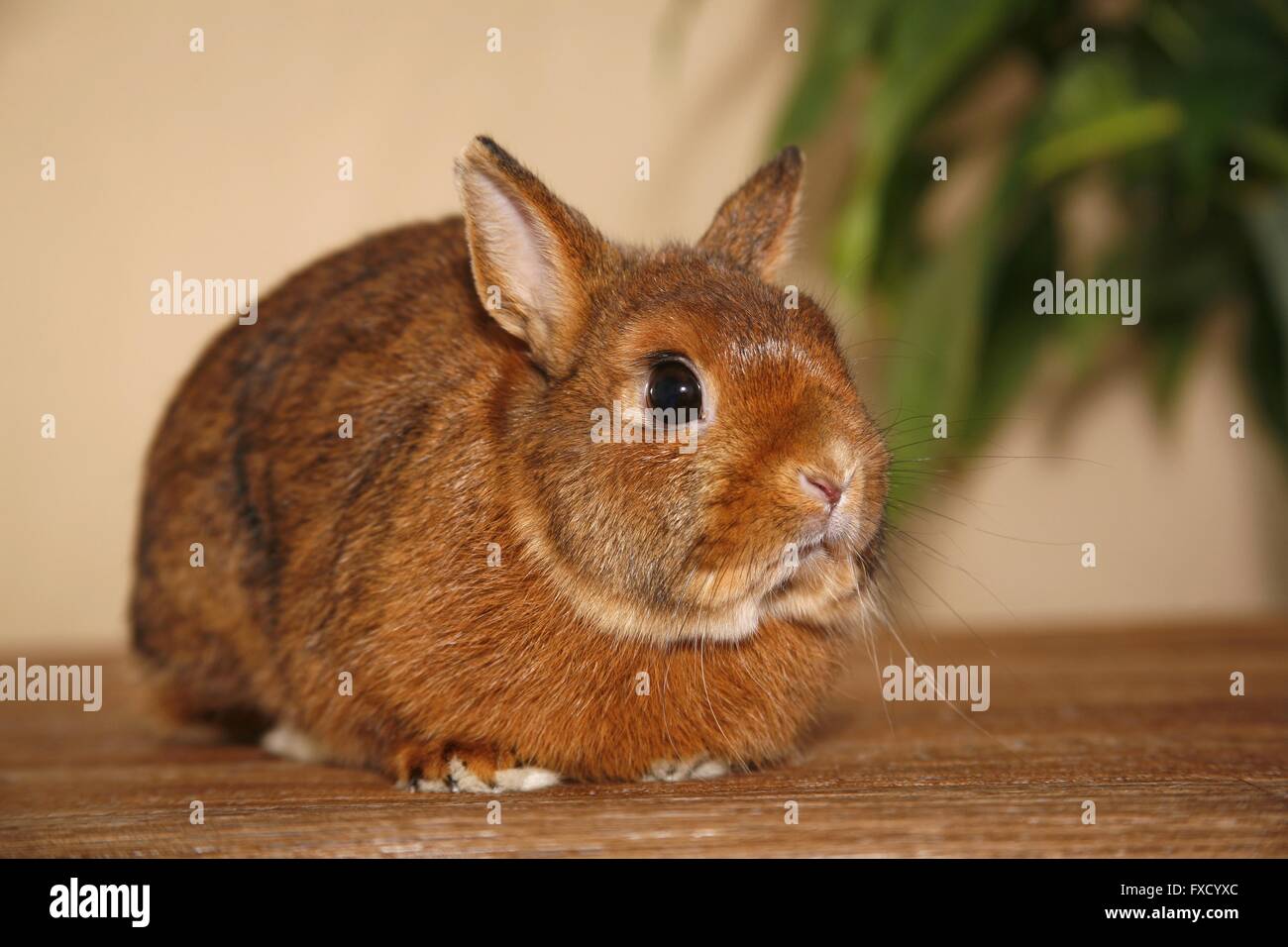 Dwarf house plant hi-res stock photography and images - Alamy