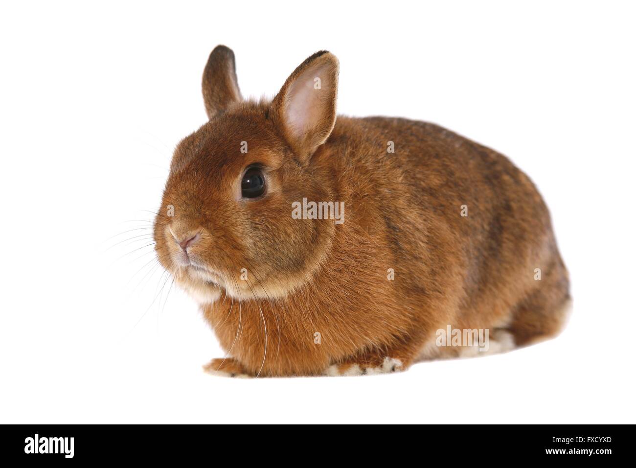 Dwarf rabbits studio hi-res stock photography and images - Alamy