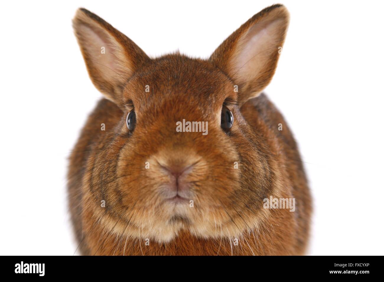 Dwarf rabbits studio hi-res stock photography and images - Alamy