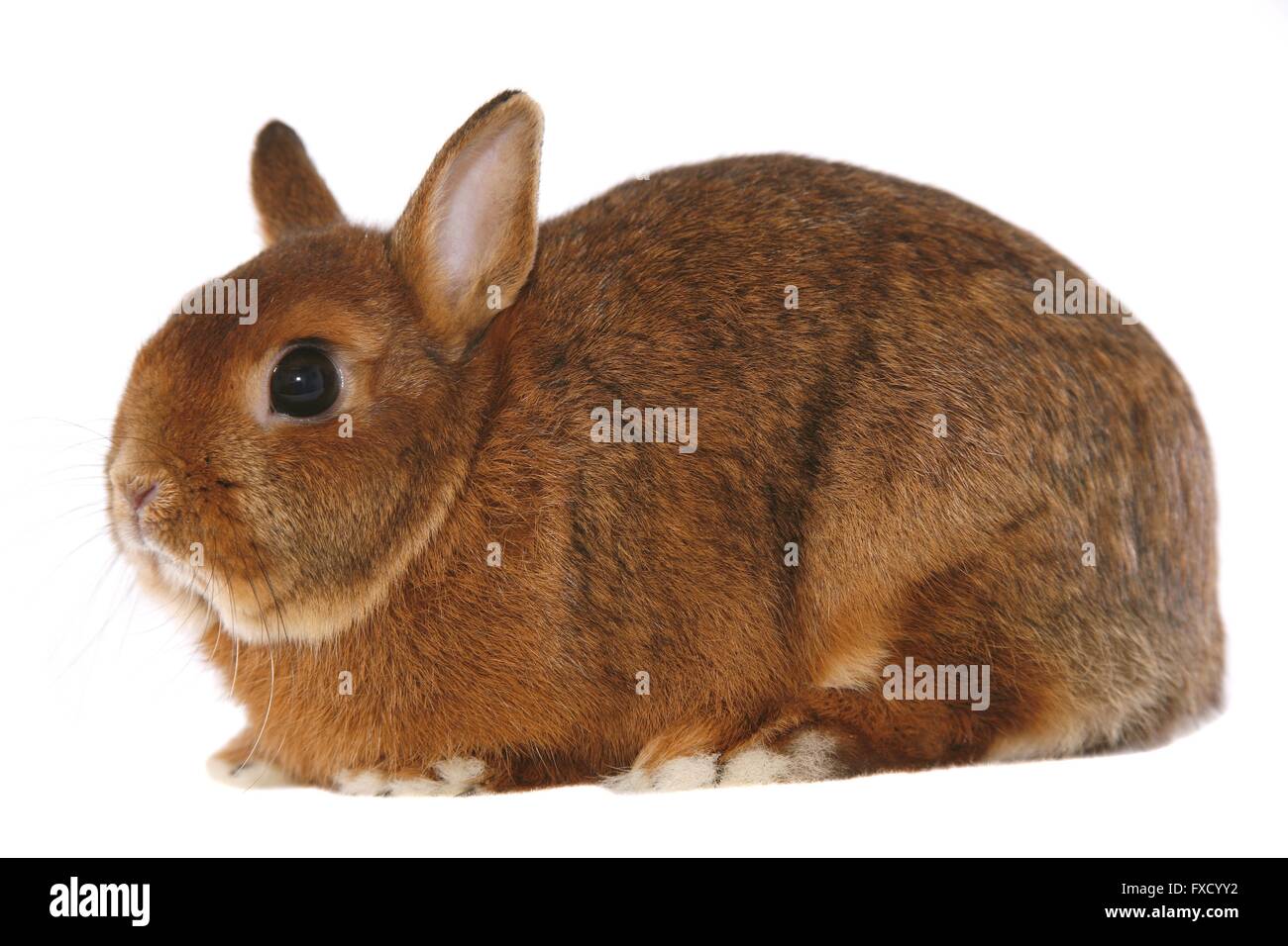 Rabbit profile Cut Out Stock Images & Pictures - Alamy