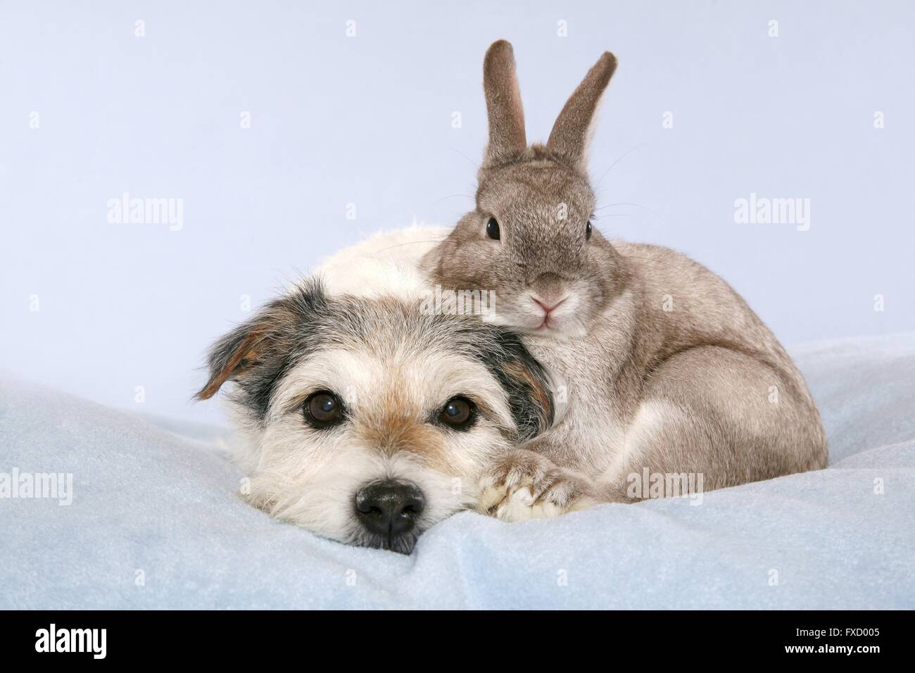 Parson Russell Terrier and rabbit Stock Photo - Alamy
