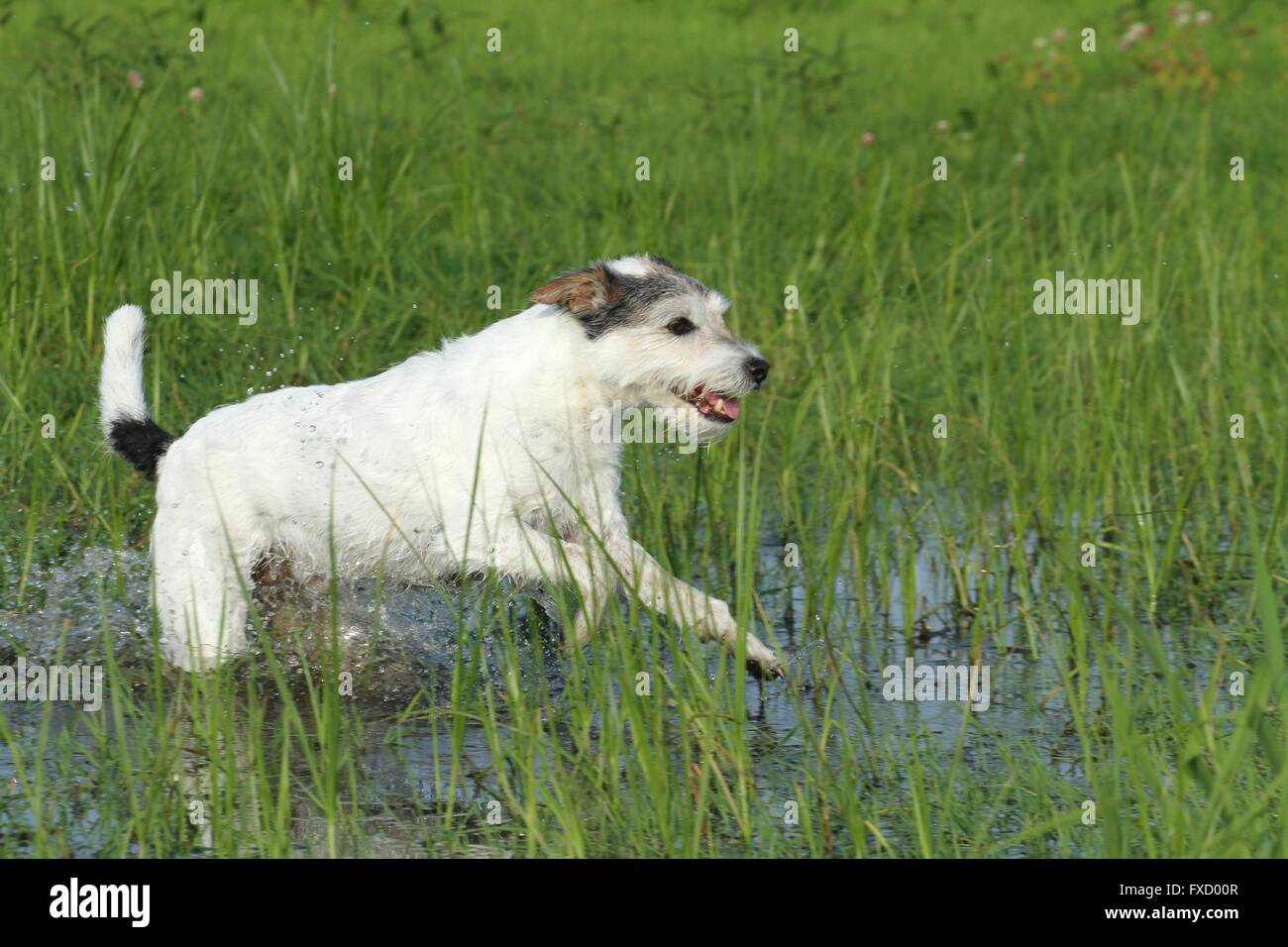 running Parson Russell Terrier Stock Photo - Alamy
