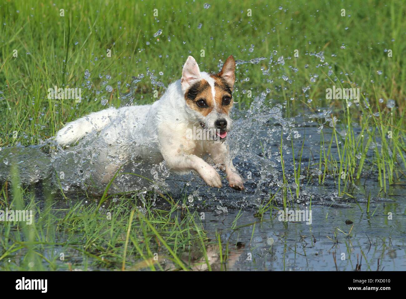 running Parson Russell Terrier Stock Photo - Alamy