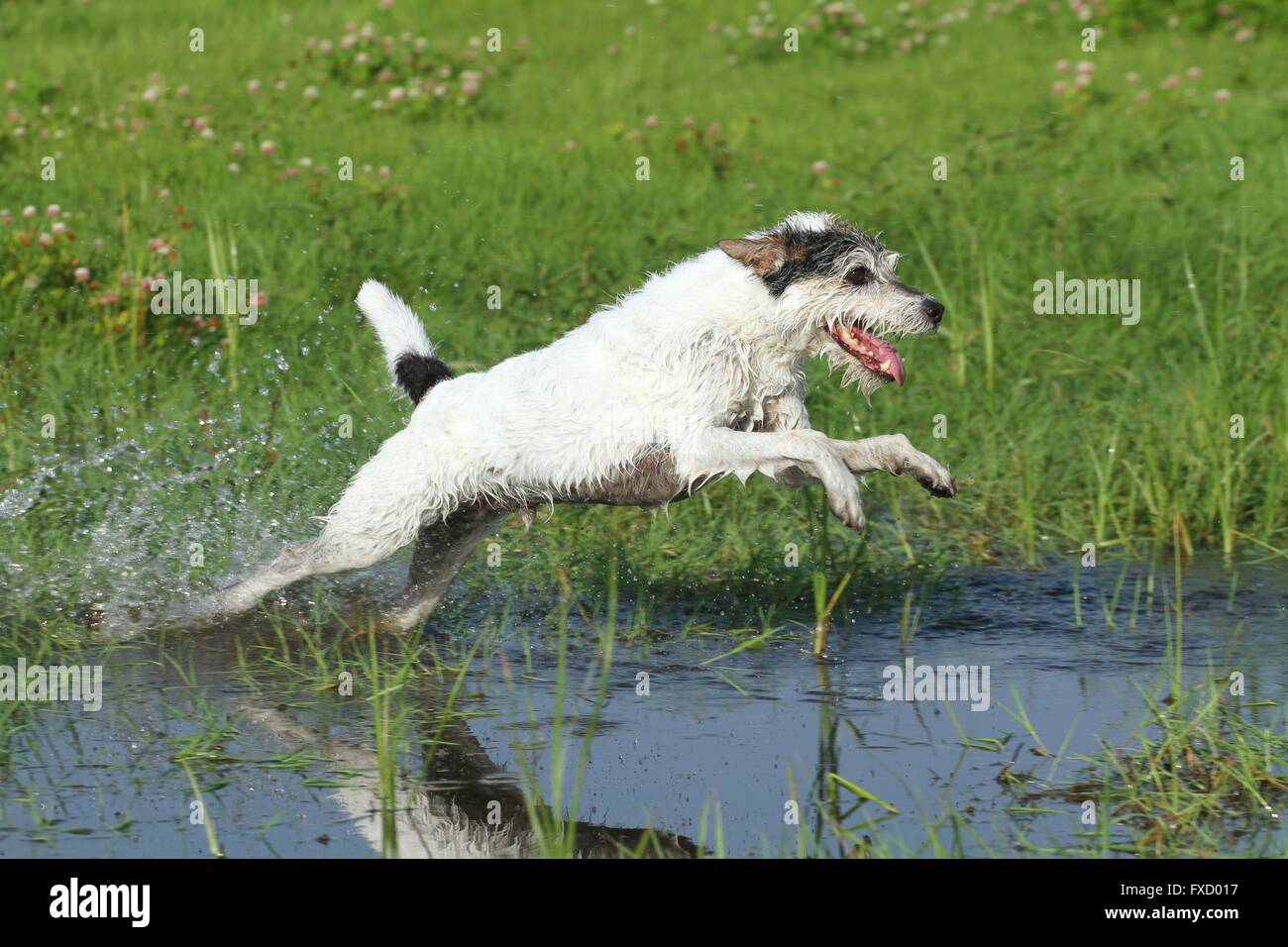 Jack russell terrier jumps hi-res stock photography and images - Alamy