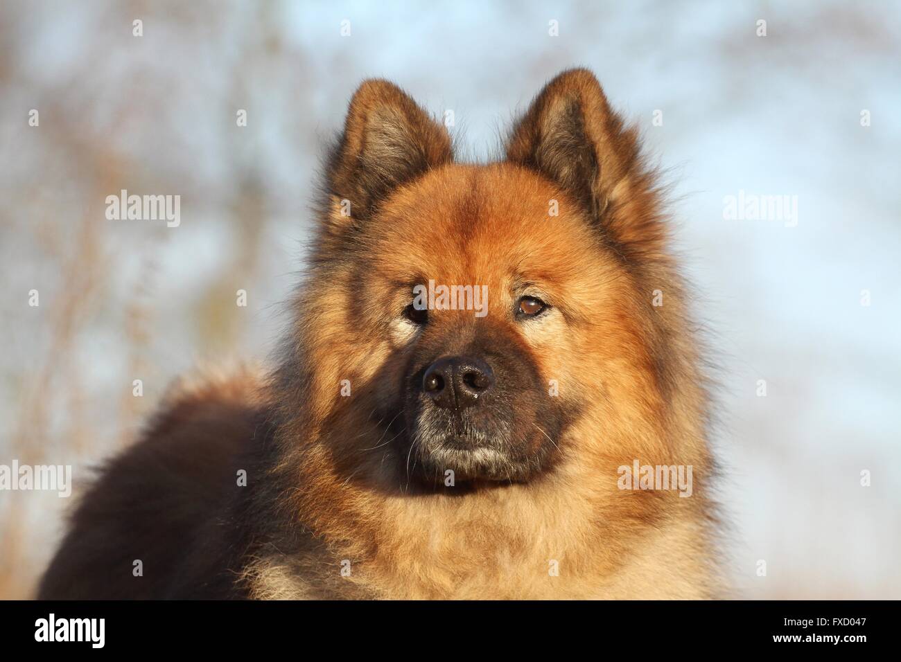 eurasian dog portrait Stock Photo - Alamy