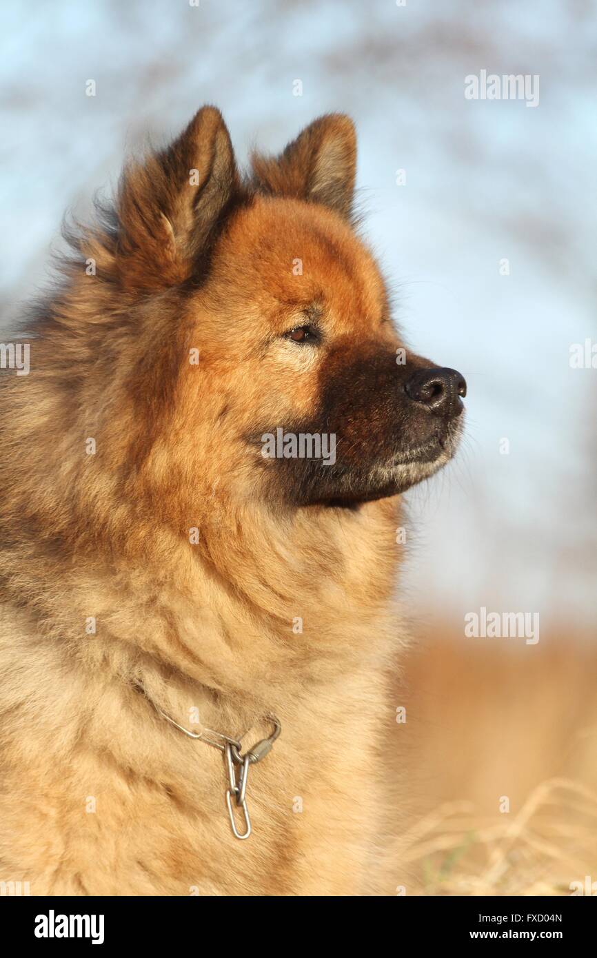 eurasian dog portrait Stock Photo - Alamy