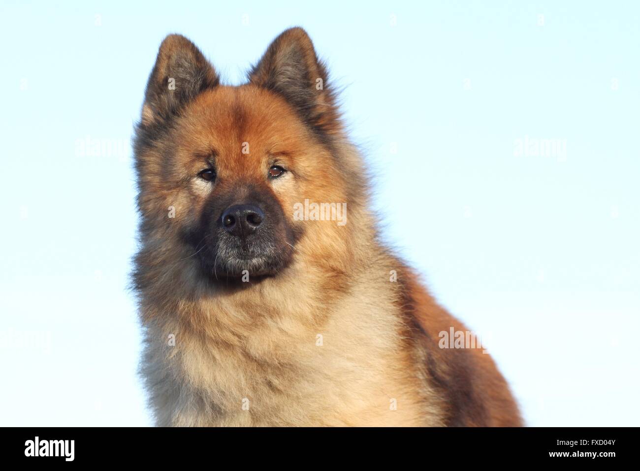 eurasian dog portrait Stock Photo - Alamy