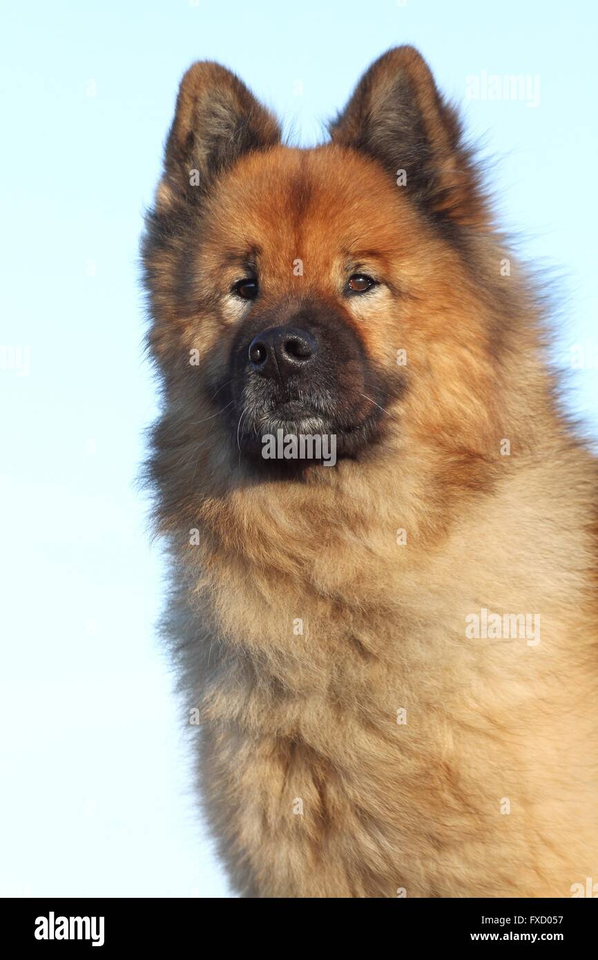 eurasian dog portrait Stock Photo - Alamy