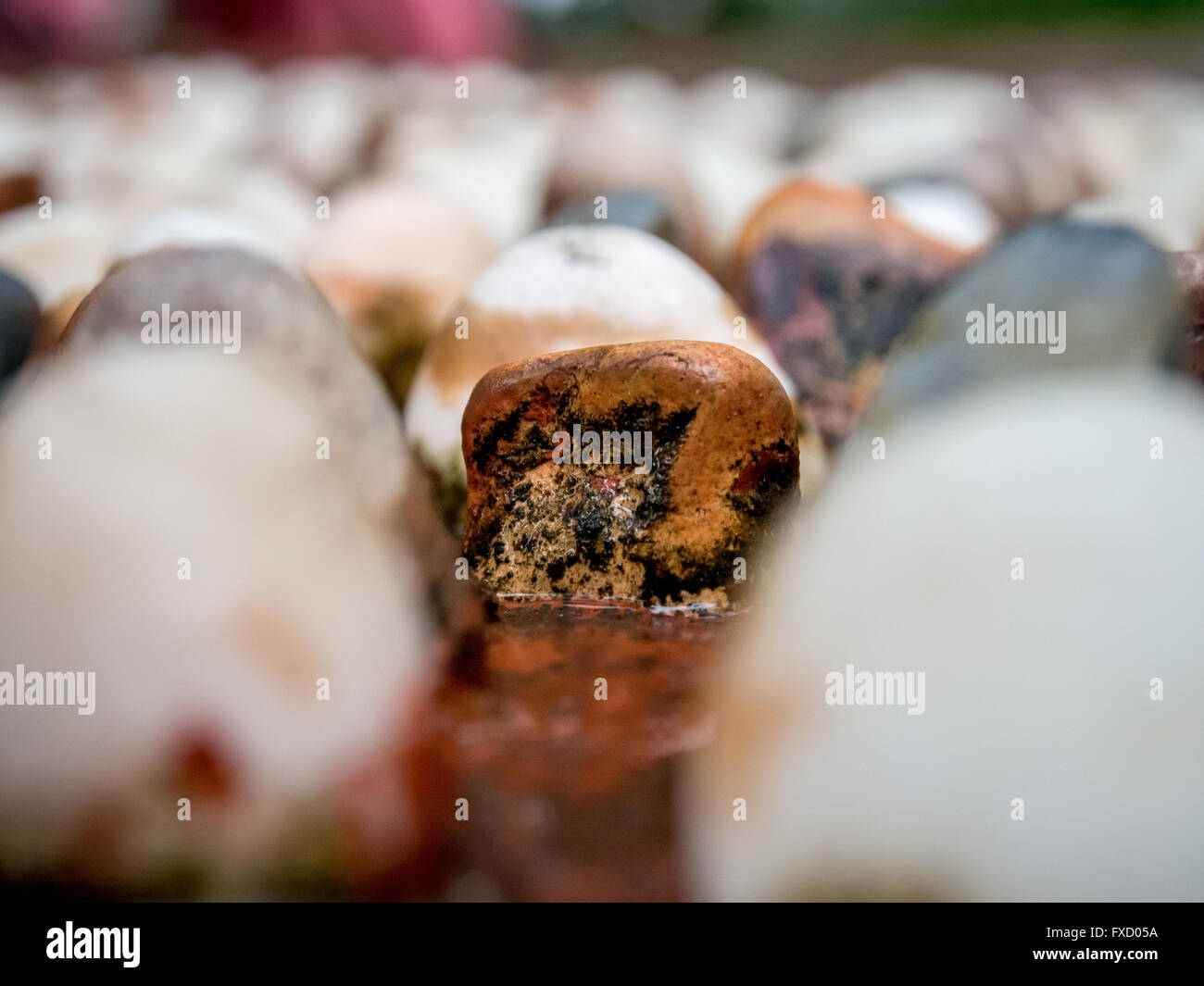 One among many hi-res stock photography and images - Alamy